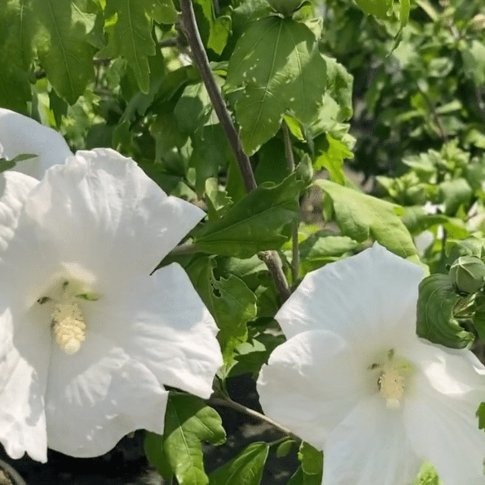 Hibiscus Syriacus Totus Albus (Altheastruik)