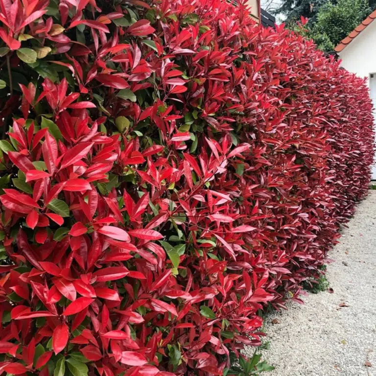 Photinia Fraseria 'Red Robin' (Glansmispel) - Stralende struik