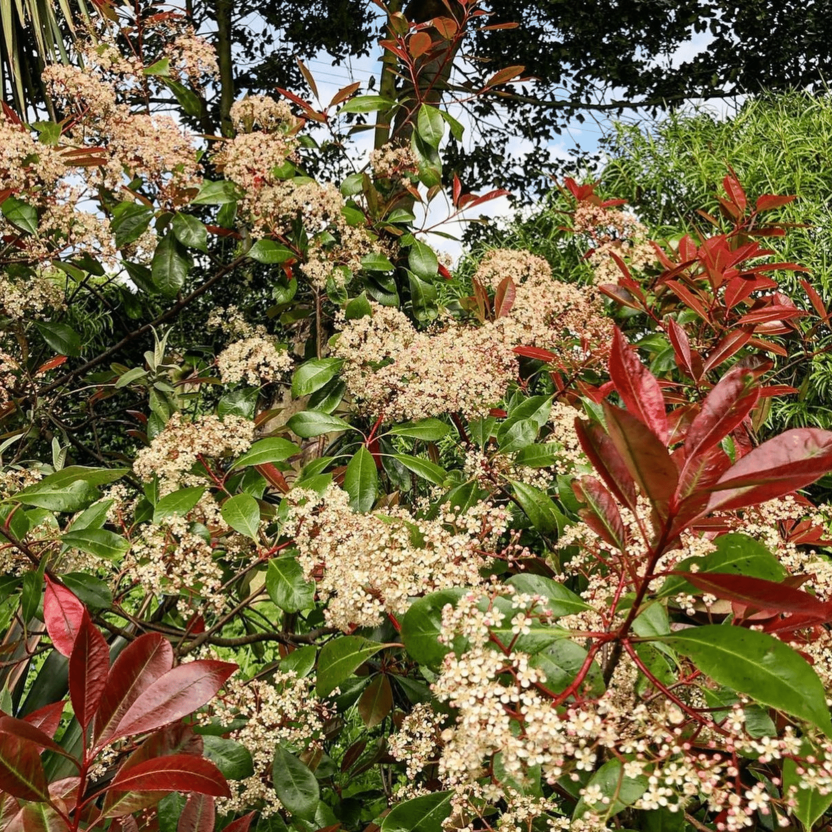 Photinia Fraseria 'Red Robin' (Glansmispel) - Stralende struik