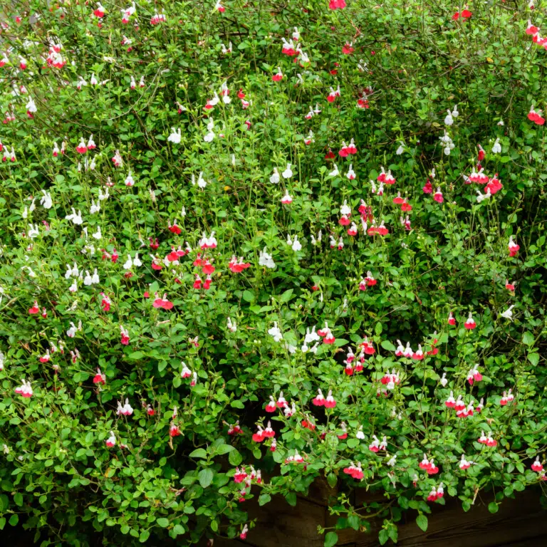 Salvia Microphylla Hot Lips (Salie) | Kleurrijke en Aromatische plant