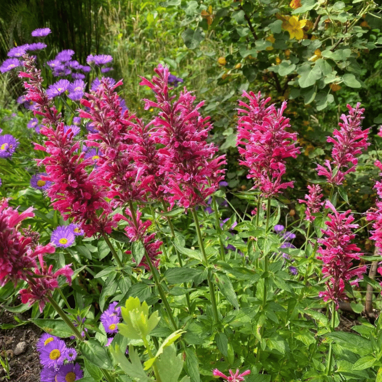 Agastache Red Fortune (Dropplant) | Kleurrijke tuinplant