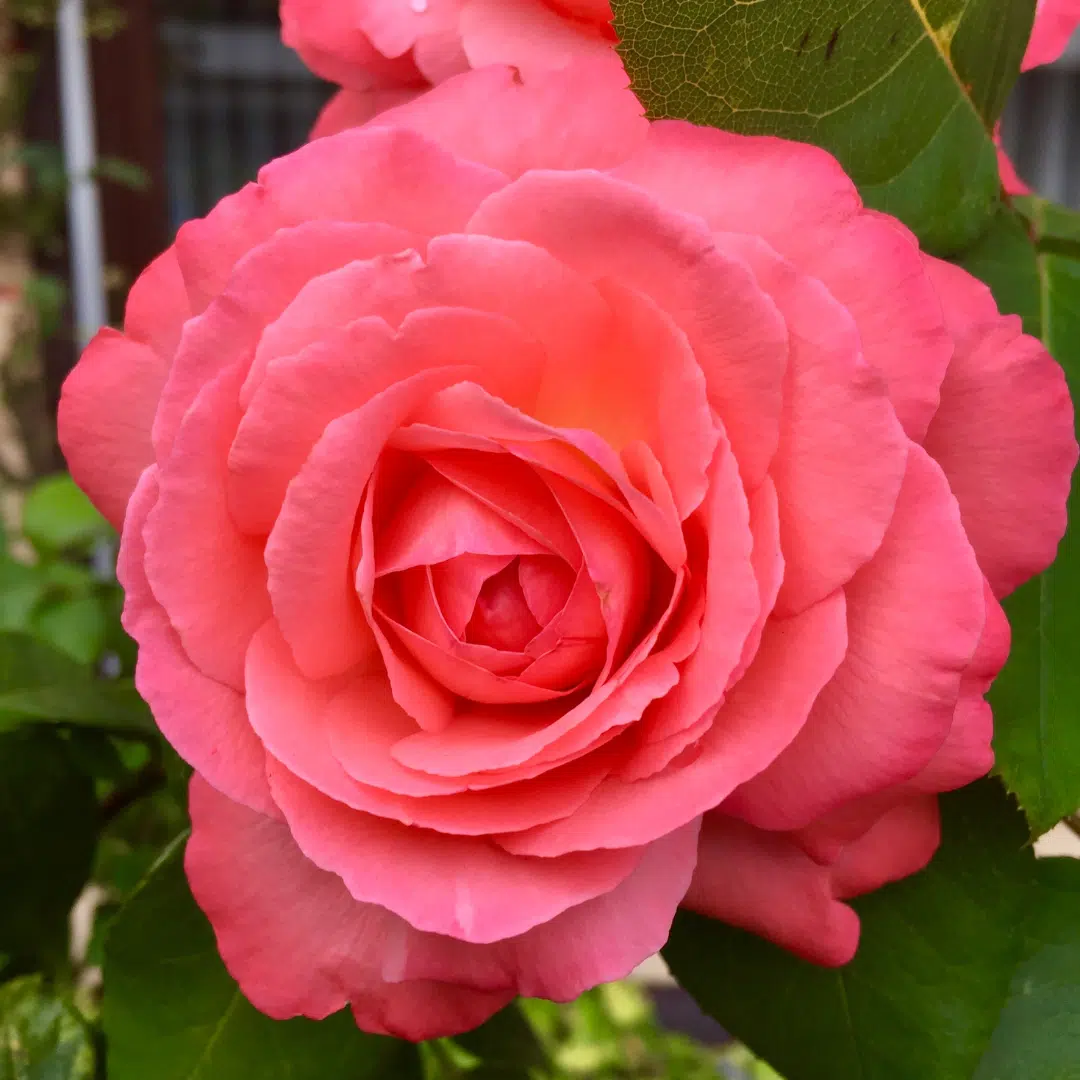 Camellia Lady Campbell (Japanse roos) | Tuinoord