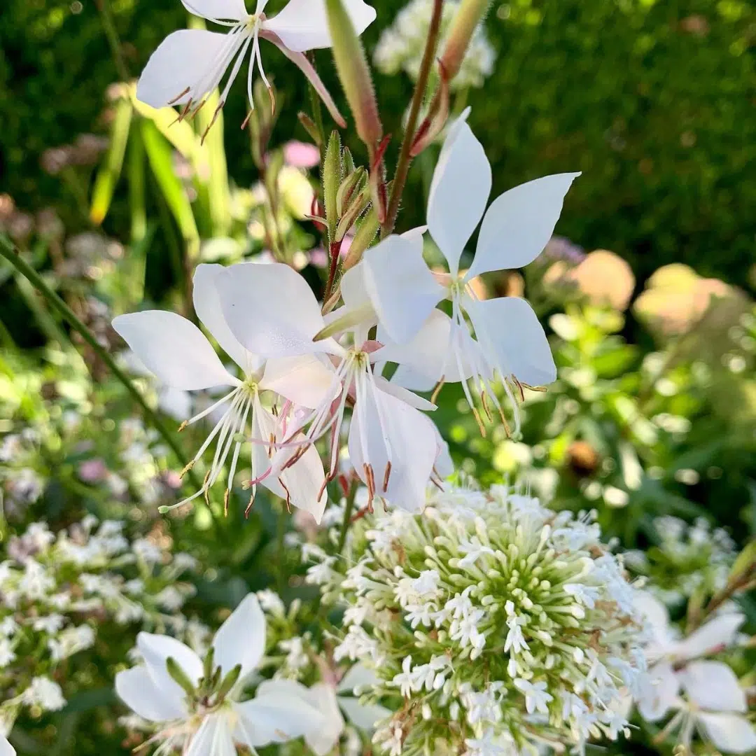 Centranthus Ruber Albus (Spoorbloem) | Vaste Planten