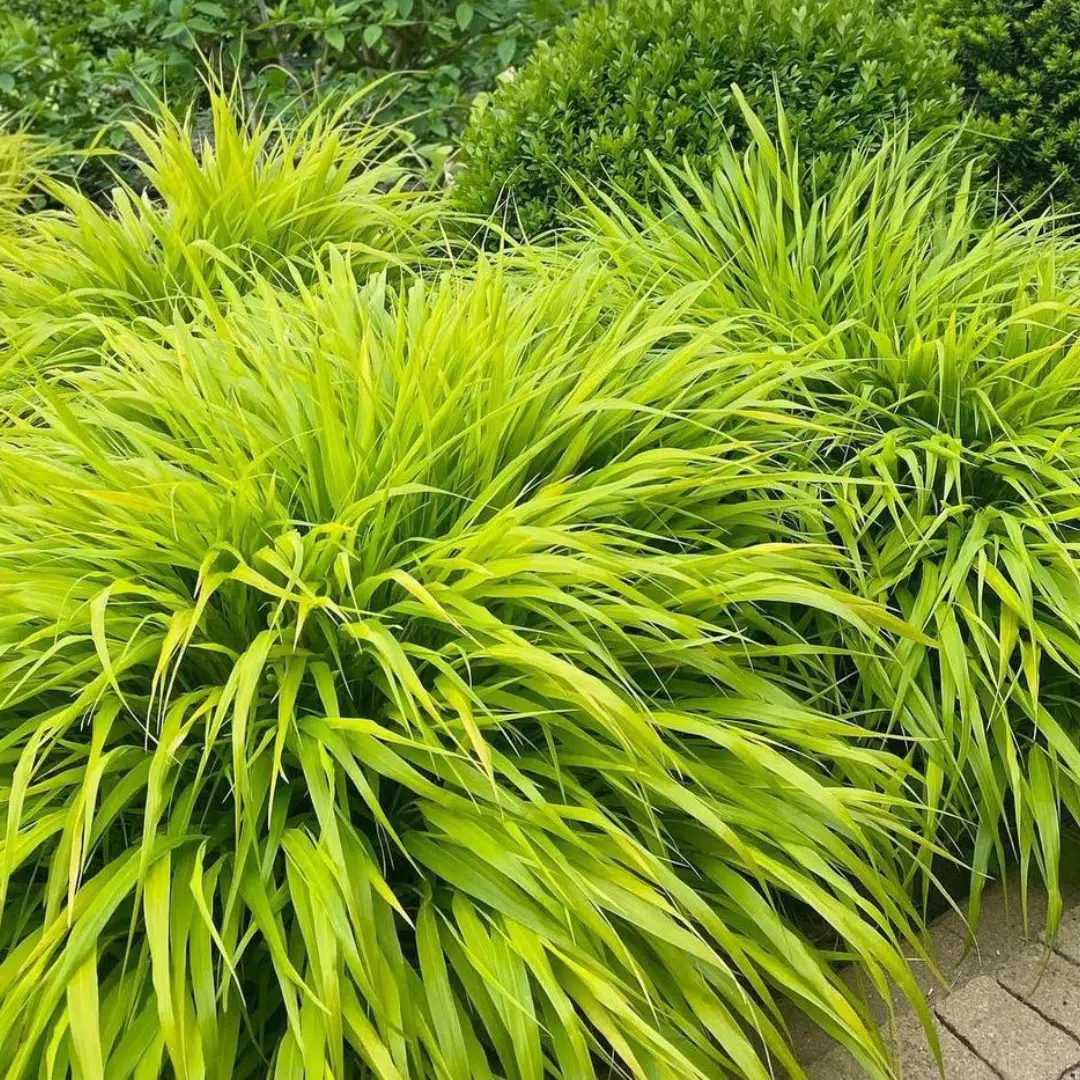 Hakonechloa Macra All Gold (Japans Berggras) | Vaste Planten