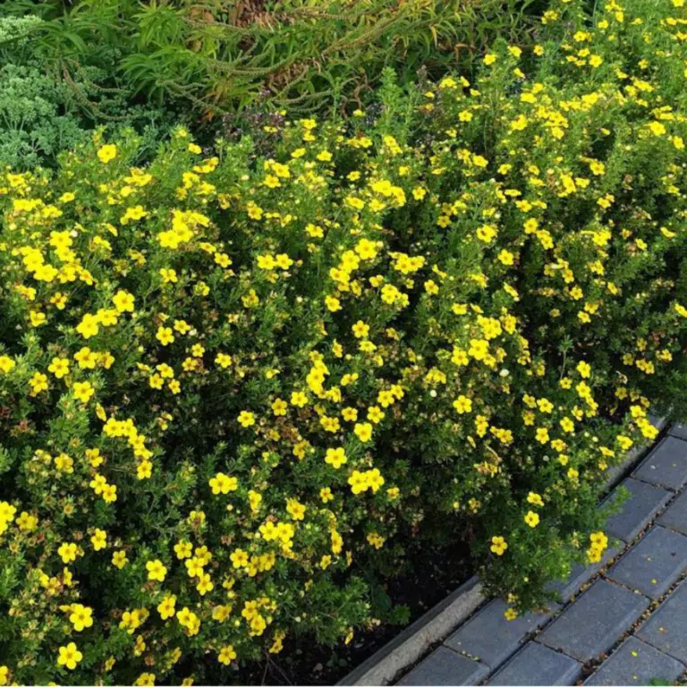 Potentilla Fruticosa Kobold (Ganzerink) | Struiken