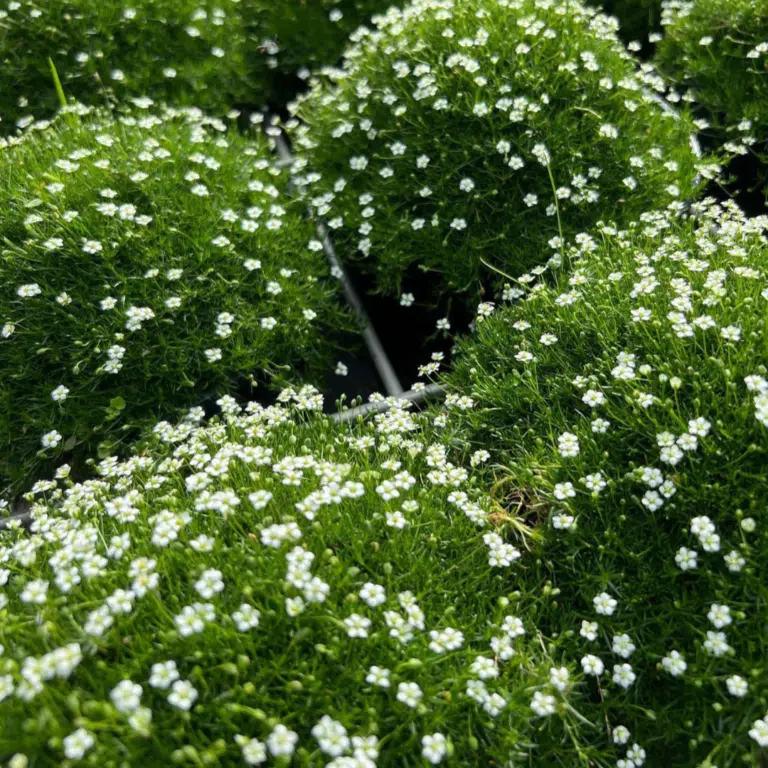 Sagina Subulata (Priemvetmuur) | Vaste Plant