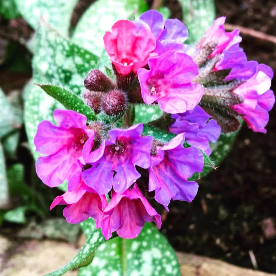 Pulmonaria Silver Bouquet (Longkruid)