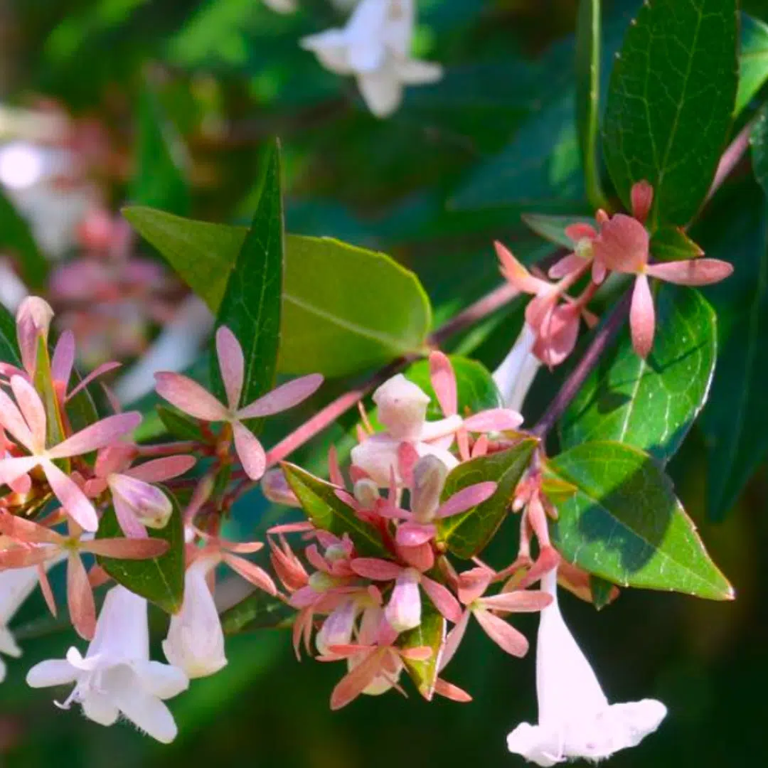 Abelia grandiflora (Abelia)