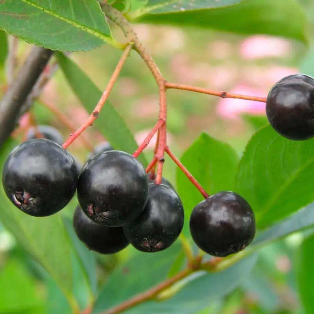Aronia Melanocarpa Hugin (Appelbes)
