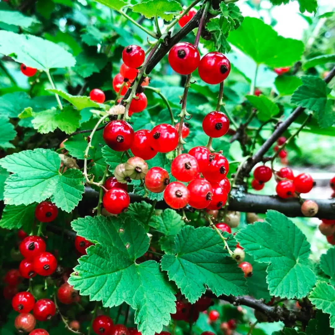 Ribes Tubrum Jonkheer van Tets (Rode Bes)