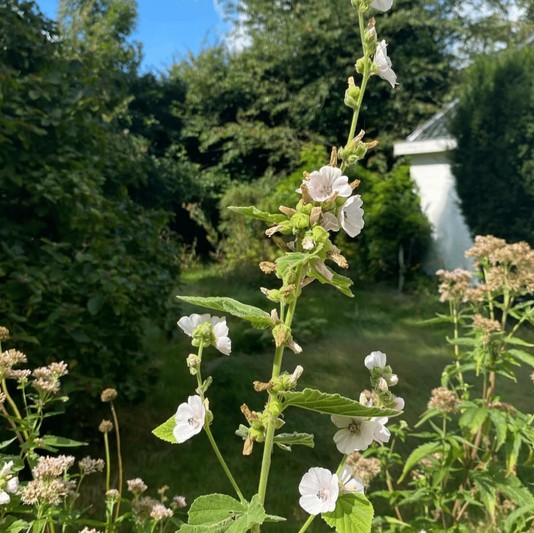 Althaea Officinalis (Echte Heemst)