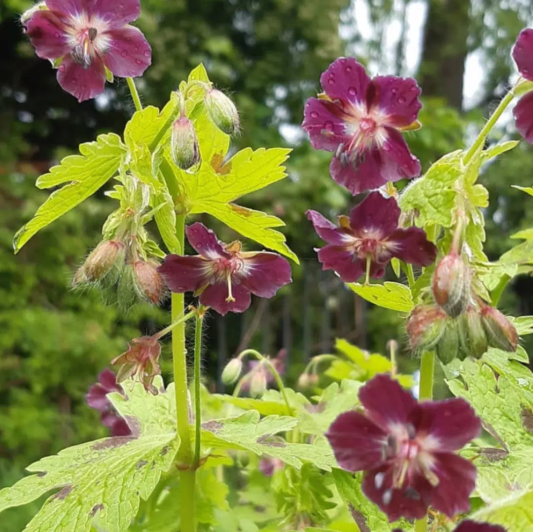 Geranium Phaeum (Donkere Ooievaarsbek)
