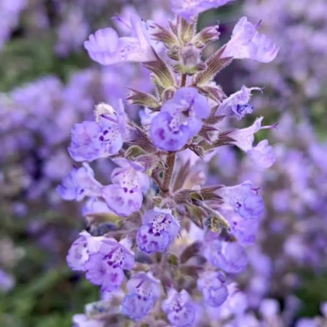 Nepeta Faassenii Persian blue