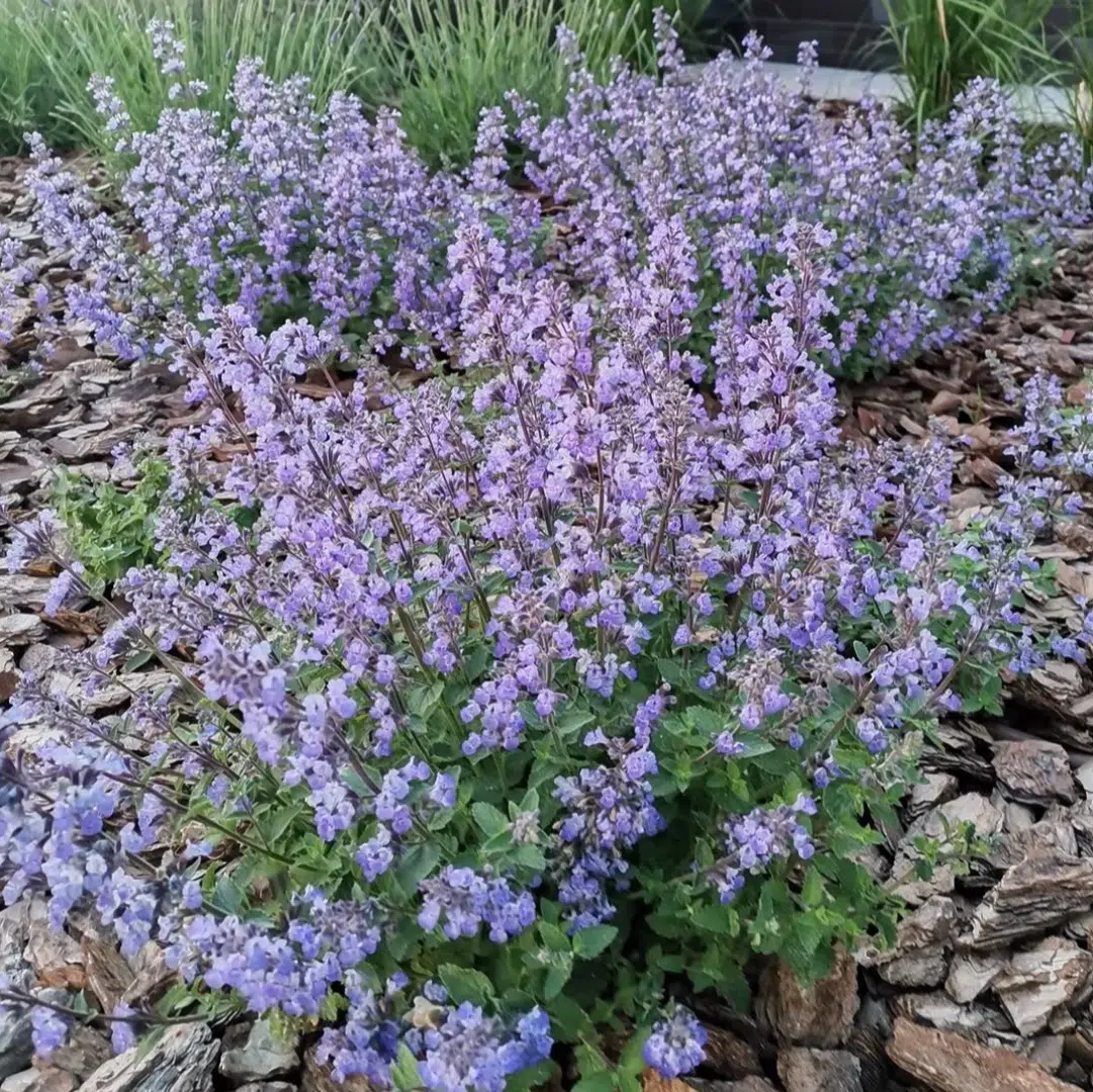 Nepeta Faassenii Persian blue