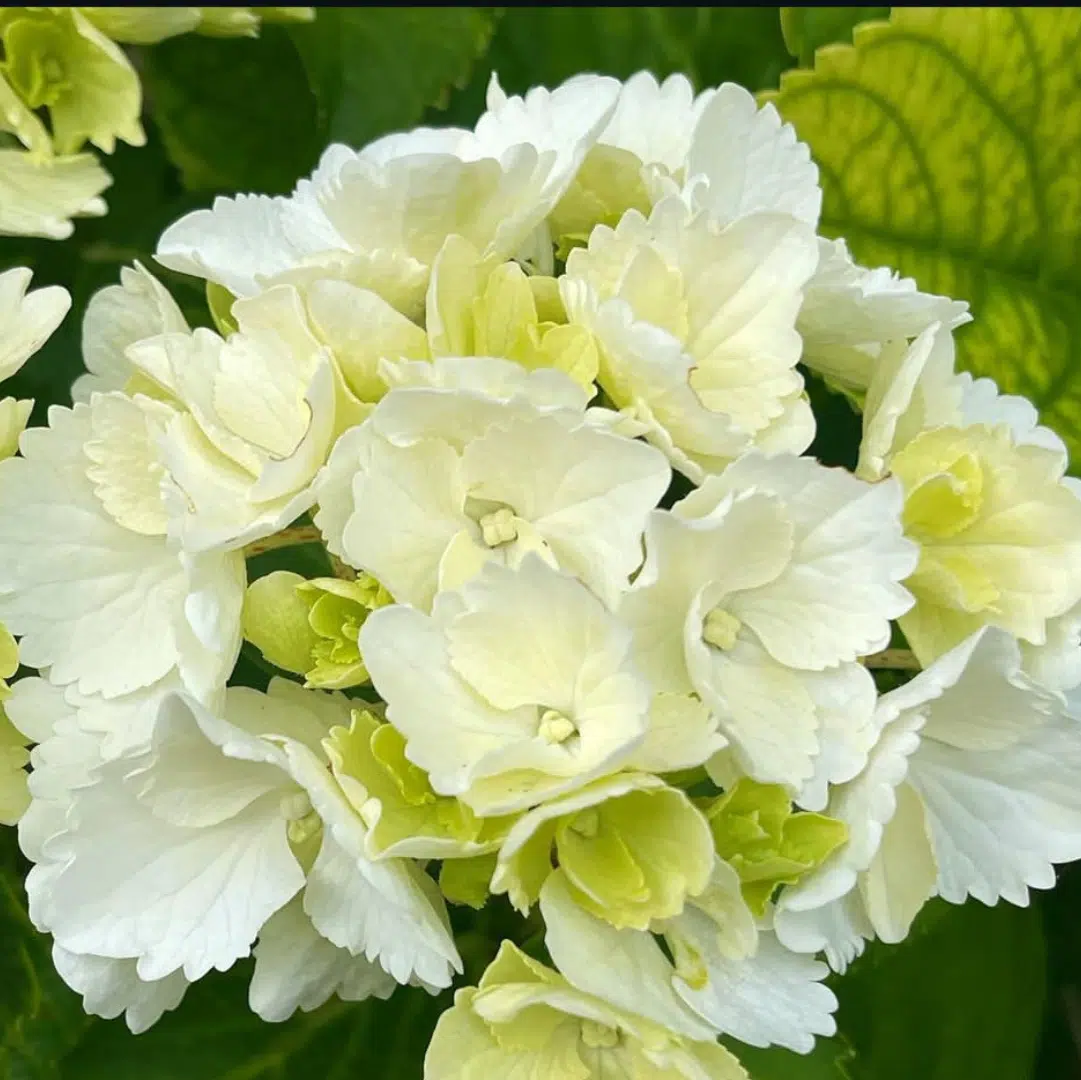 Hydrangea macrophylla Little White (Dwerghortensia)